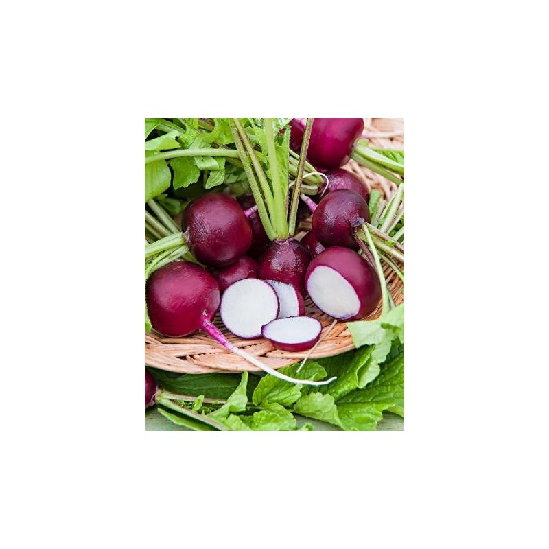 Radis Rond Violet - Acheter des graines